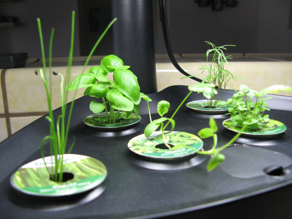 Kräuter – KiwiThek