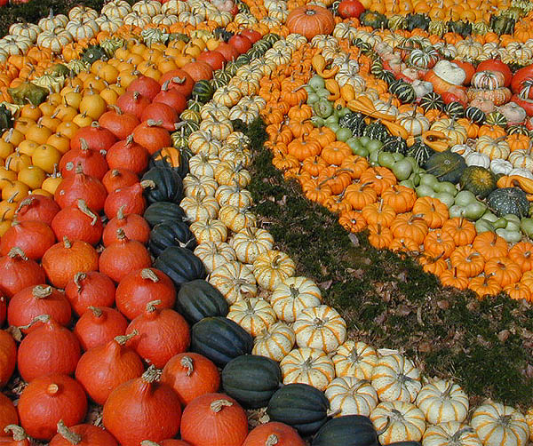 Kürbis/einfach – KiwiThek