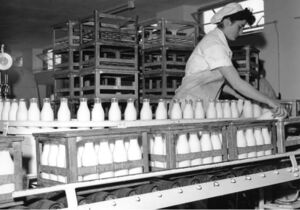 Molkerei/einfach – KiwiThek