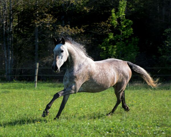 Pferderasse – KiwiThek