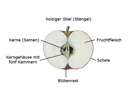 Apfelbaum – KiwiThek