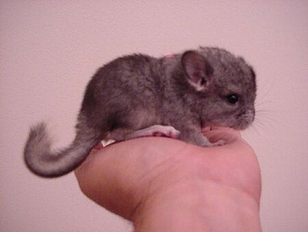 Chinchilla – KiwiThek