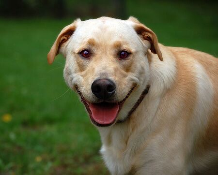 Haushund – KiwiThek