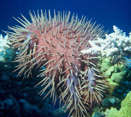 Seestern – KiwiThek