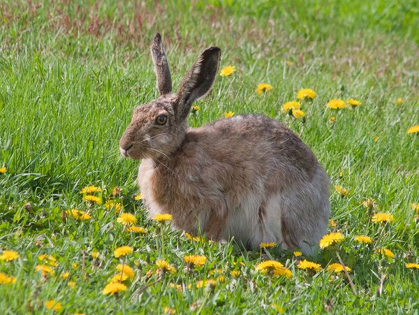 Kaninchen – KiwiThek