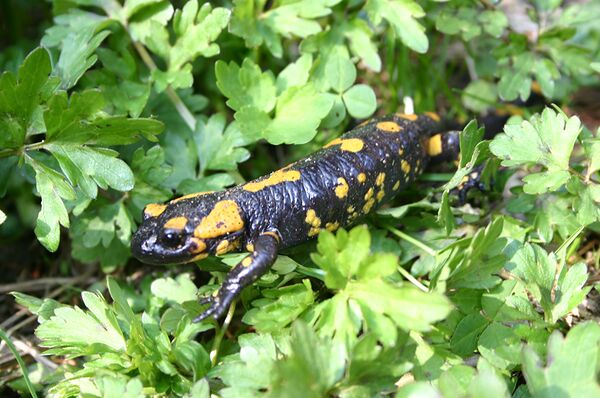 Biologie – KiwiThek