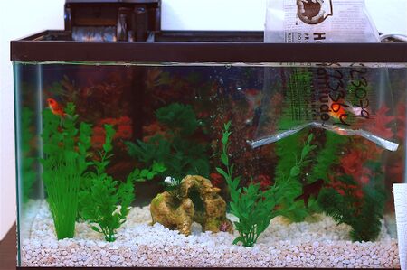 Aquarium – KiwiThek