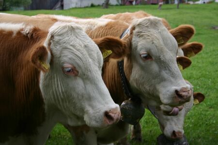 Weltmilchtag – KiwiThek