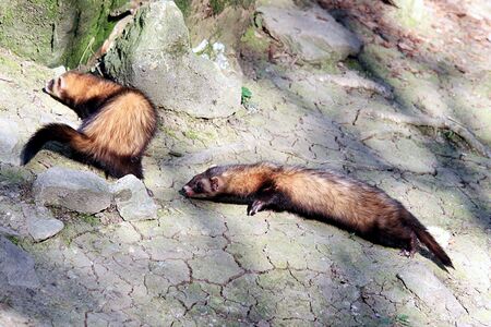 Frettchen – KiwiThek