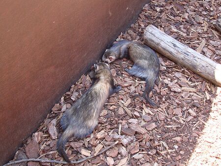 Frettchen – KiwiThek