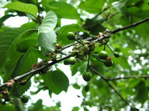 Kirsche – KiwiThek