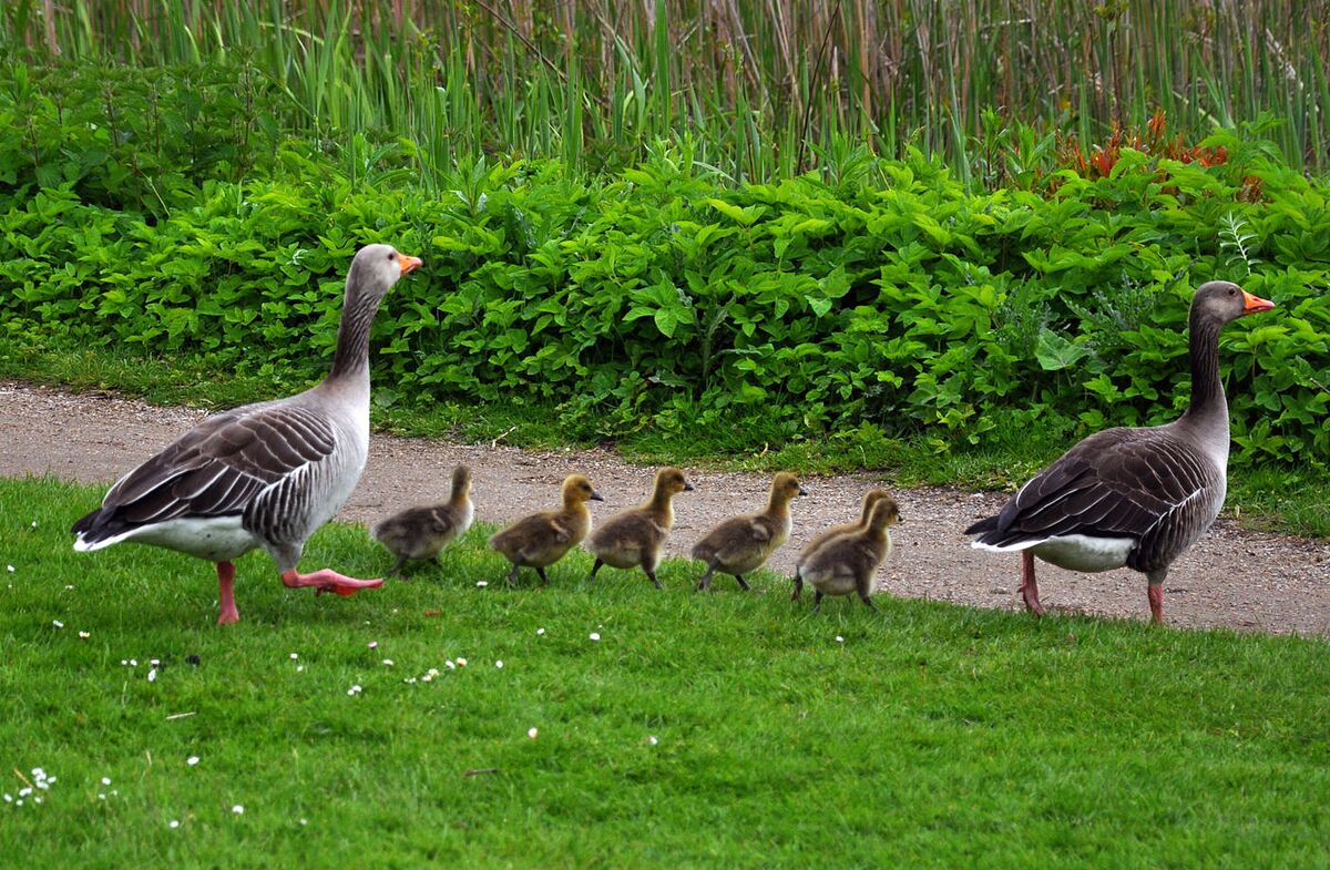 Nutztiere: Geflügel/einfach – KiwiThek