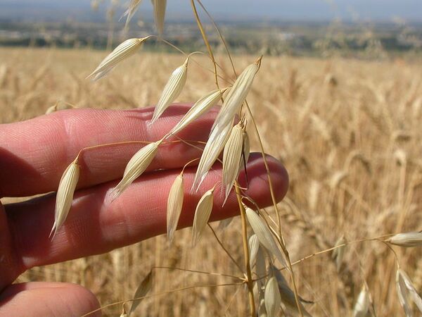 Getreide – KiwiThek