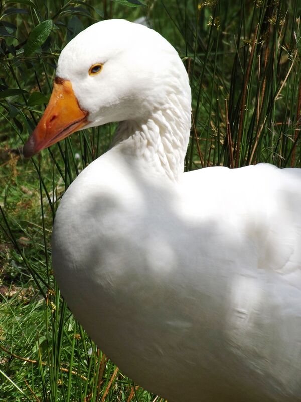 Gans/einfach – KiwiThek