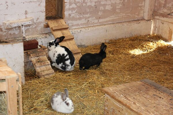 Kaninchen – KiwiThek