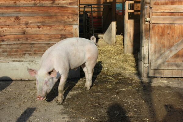 Landwirtschaft – KiwiThek