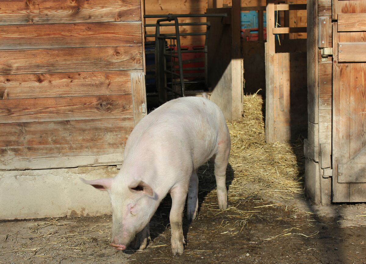 Haustiere/einfach – KiwiThek