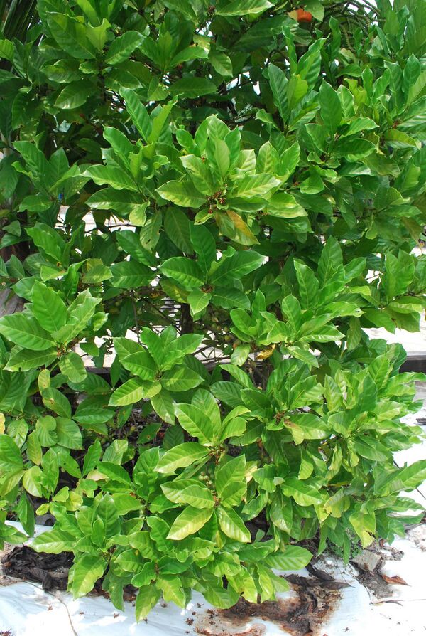 Kaffeepflanze – KiwiThek