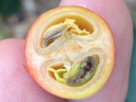 Kaffeepflanze – KiwiThek