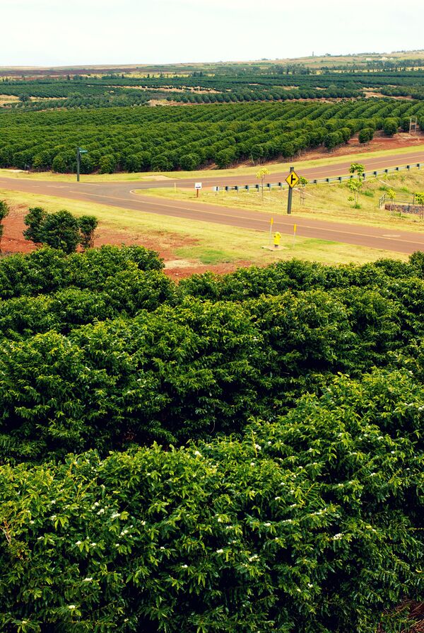 Kaffeepflanze – KiwiThek