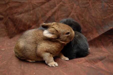 Kaninchen – KiwiThek