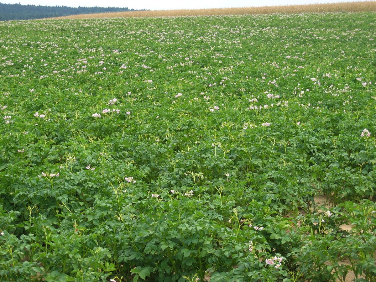 Landwirtschaft – KiwiThek