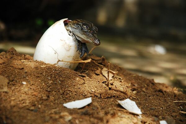 Krokodil – KiwiThek