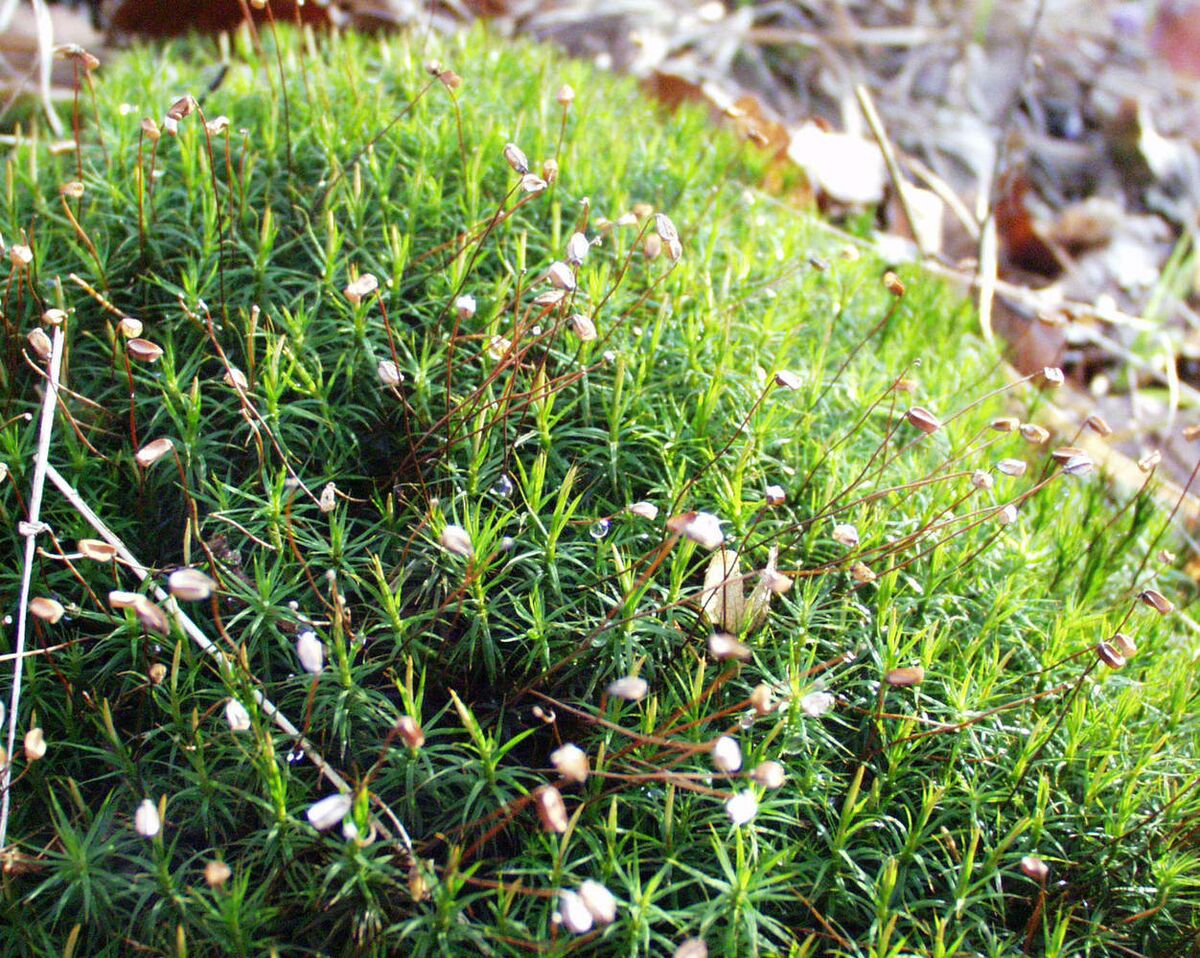 Moos/einfach – KiwiThek