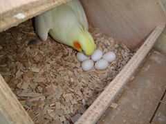 Nymphensittich – KiwiThek