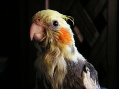 Nymphensittich – KiwiThek