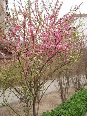 Pfirsich – KiwiThek