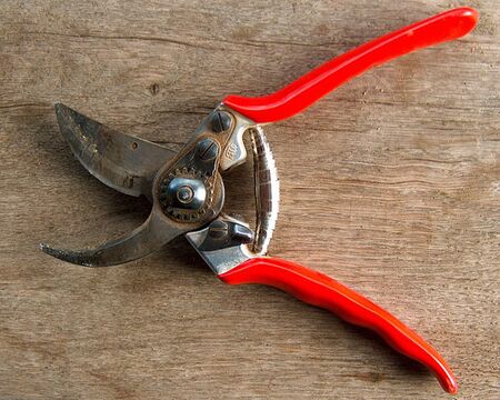 Weinrebe – KiwiThek