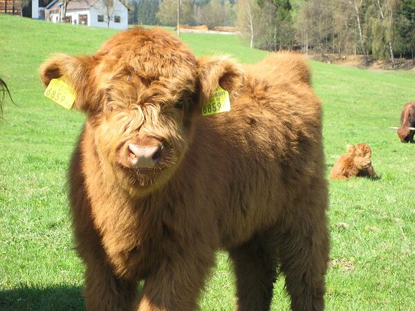 Hausrind – KiwiThek