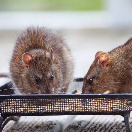 Ratte/einfach – KiwiThek