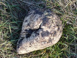 Zuckerrübe – KiwiThek