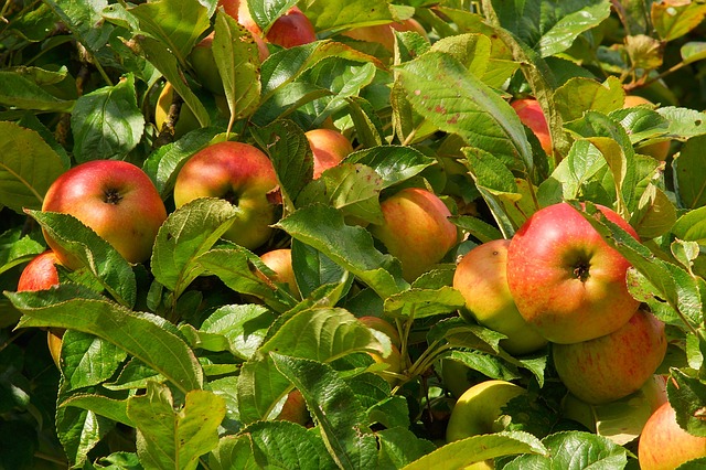 Apfel – KiwiThek